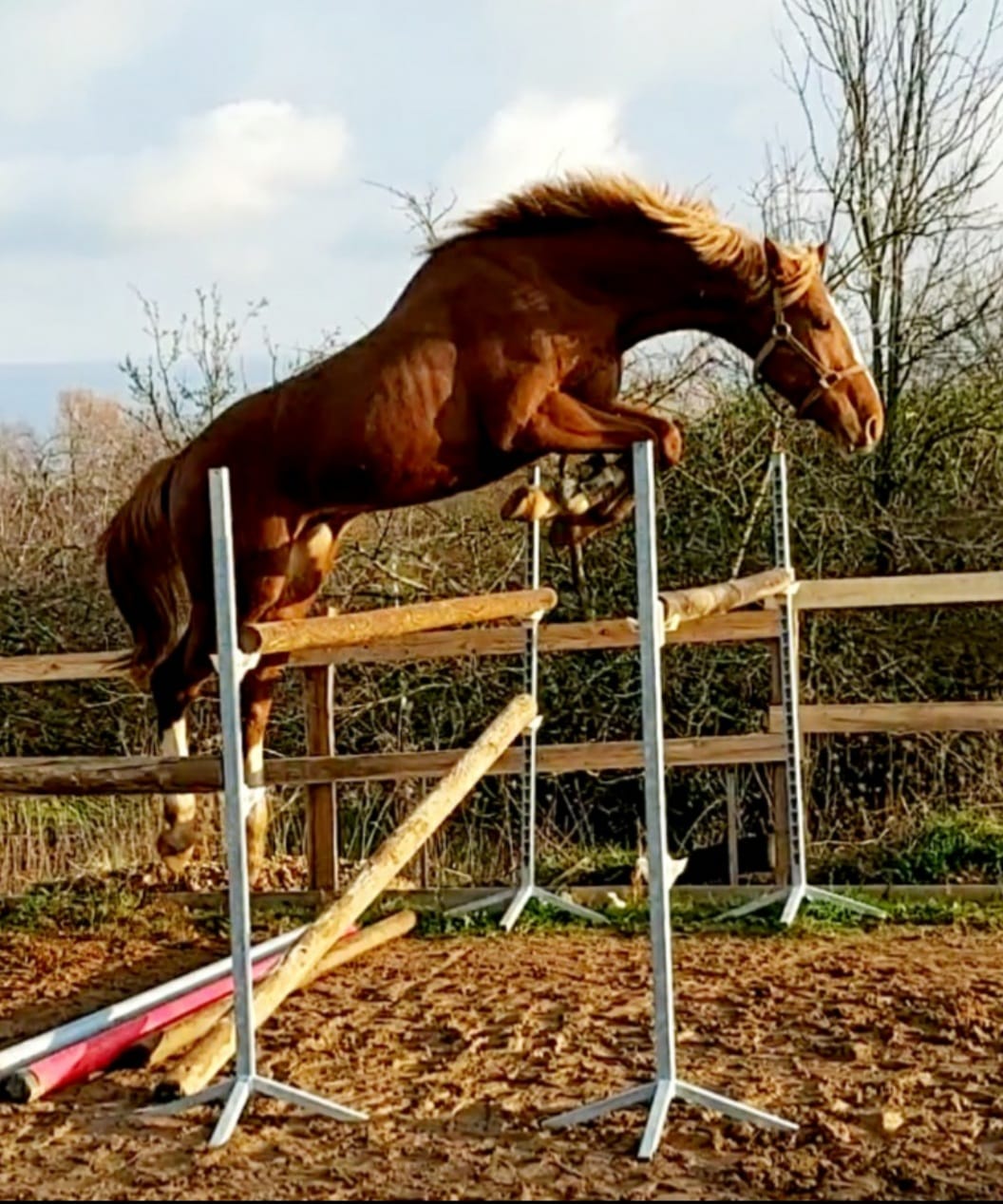 Invictus II – – DOMAINE DE LA GENÊTE