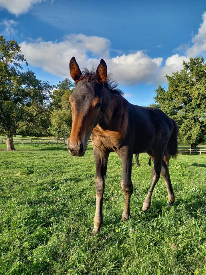 Nos produits – – DOMAINE DE LA GENÊTE