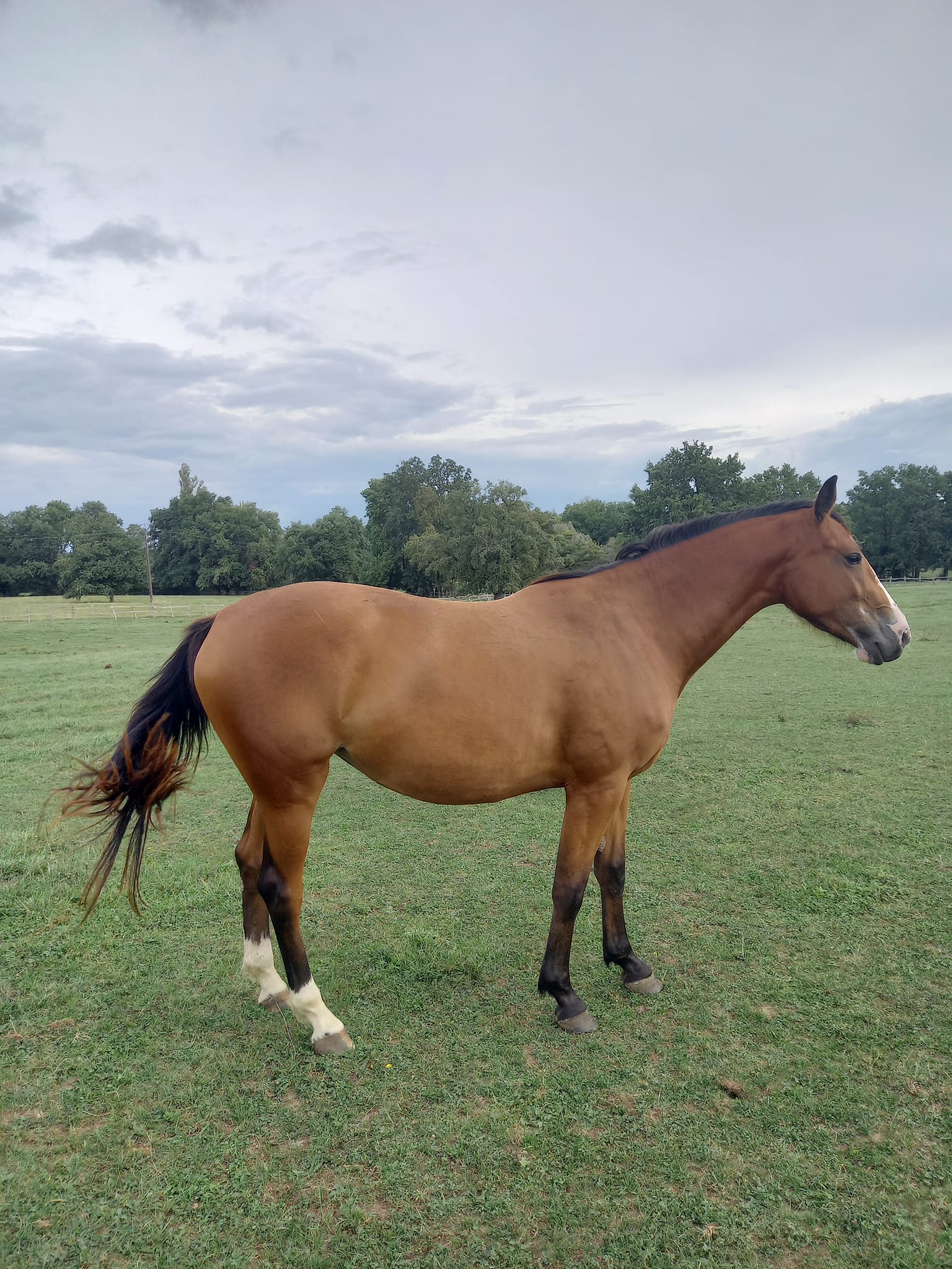 Lutéce de La Genête Z – – DOMAINE DE LA GENÊTE